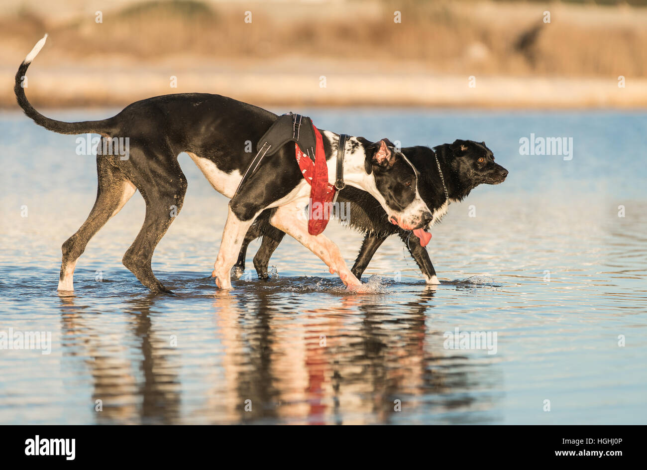 Two dogs playing background hi-res stock photography and images - Alamy