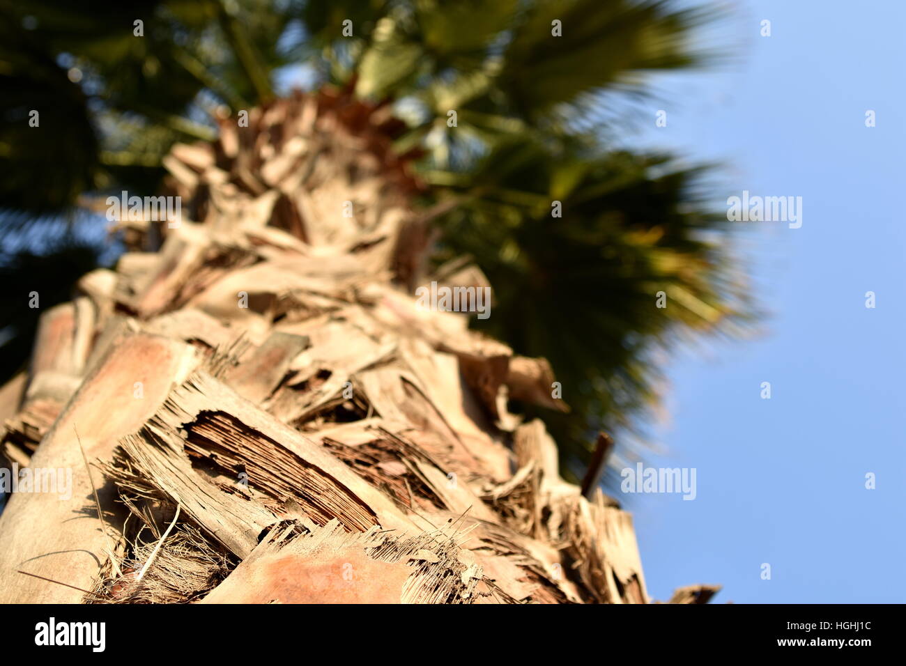 Base of palm tree leaves hi-res stock photography and images - Alamy
