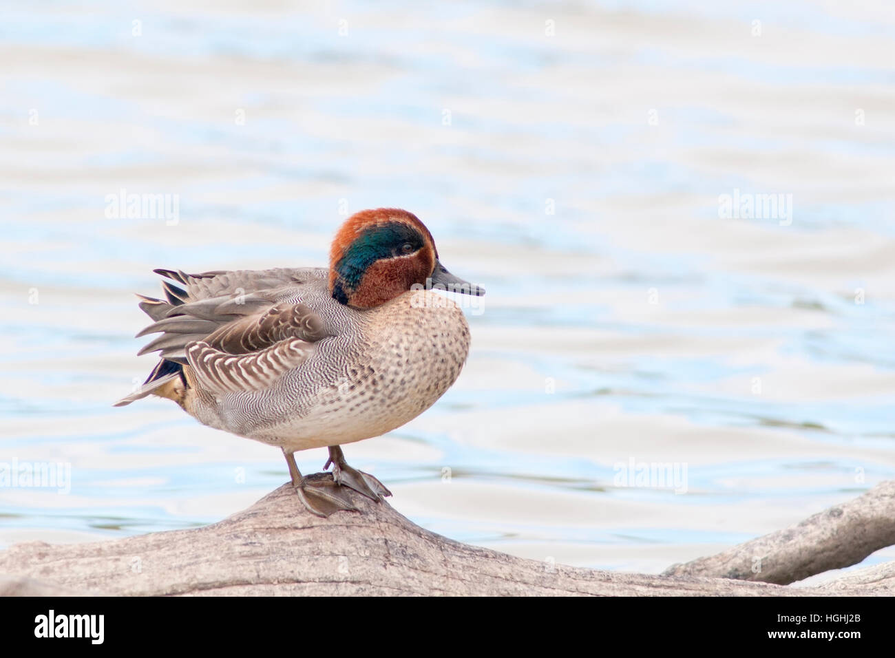 Eurasian teal anas crecca hi-res stock photography and images - Alamy