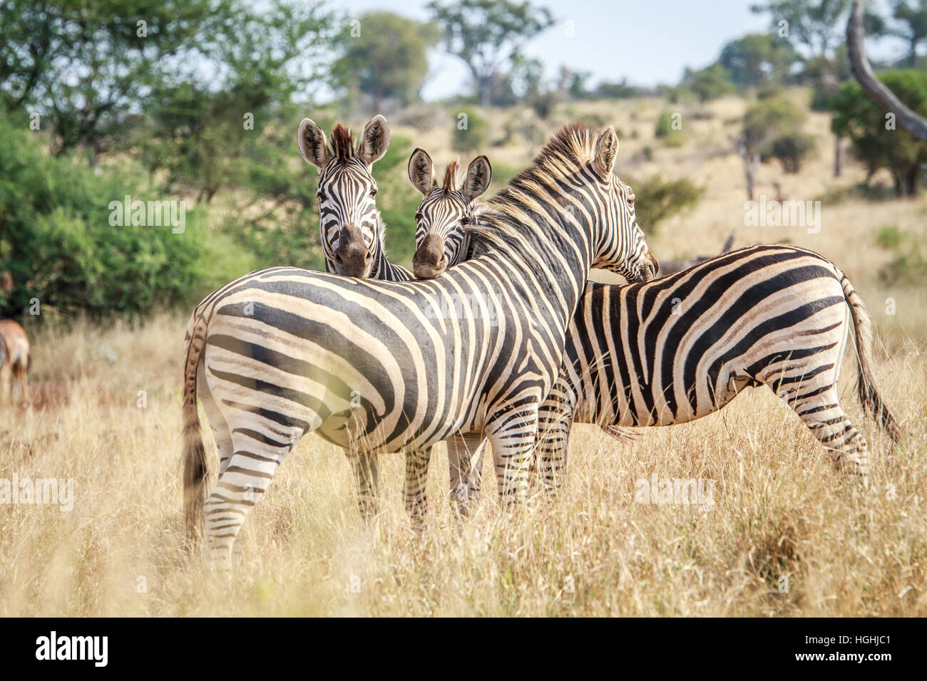 The three species of zebra hi-res stock photography and images - Alamy