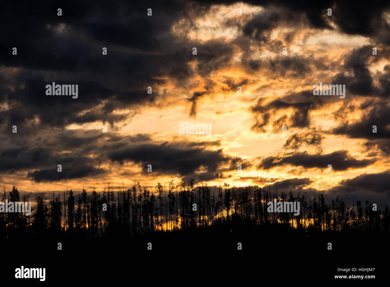 A dramatic sunset over a forest tree line Stock Photo - Alamy