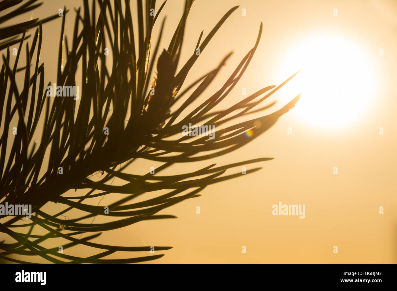Tree in front of sun hi-res stock photography and images - Alamy
