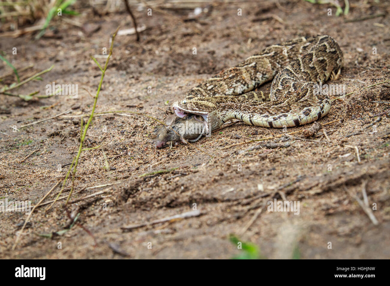 Puff adder feeding on a mouse in the Kruger National Park, South Africa ...