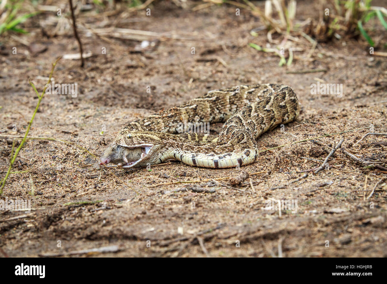 Puff adder feeding on a mouse in the Kruger National Park, South Africa ...