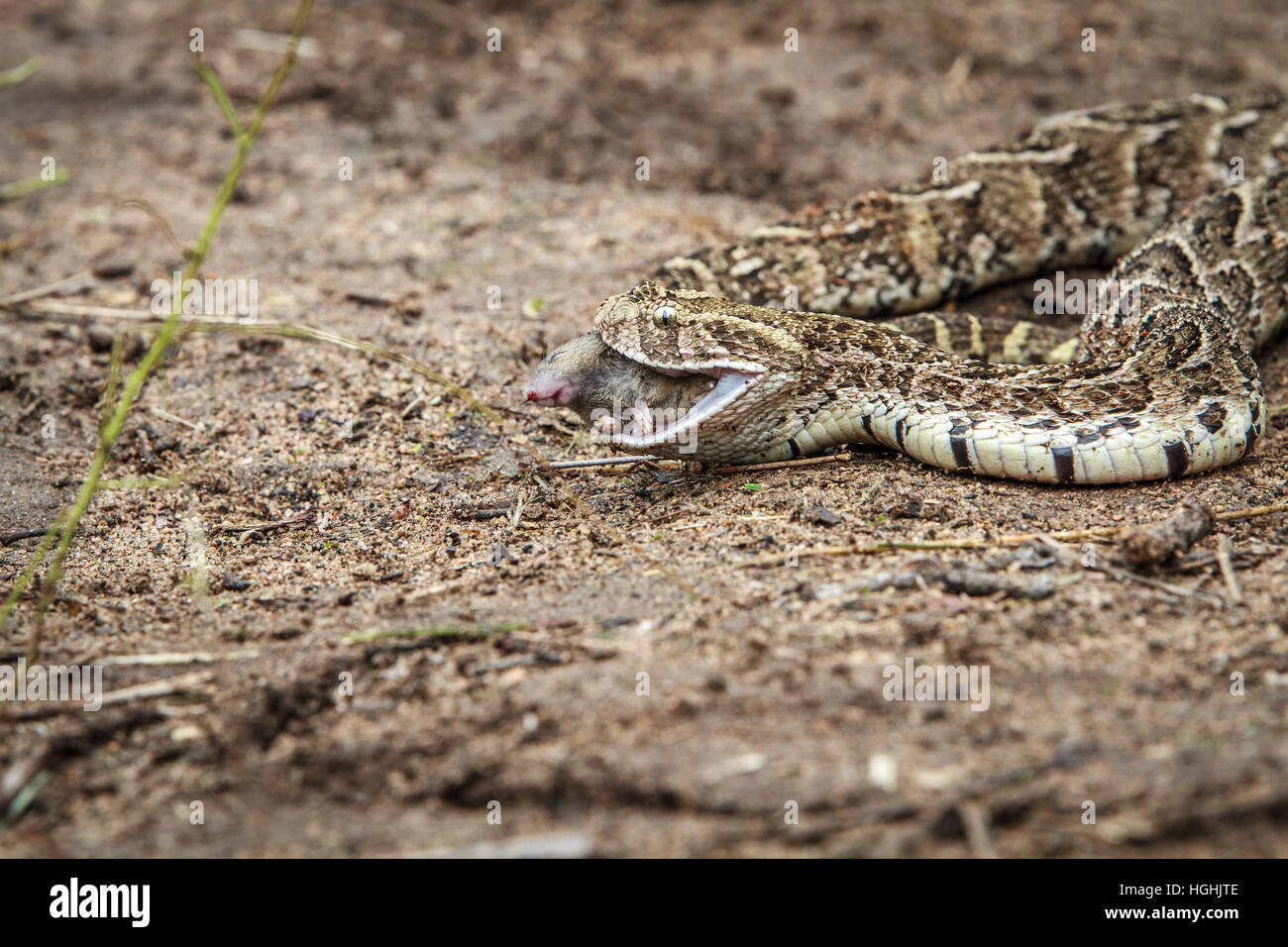 Death adder hi-res stock photography and images - Alamy