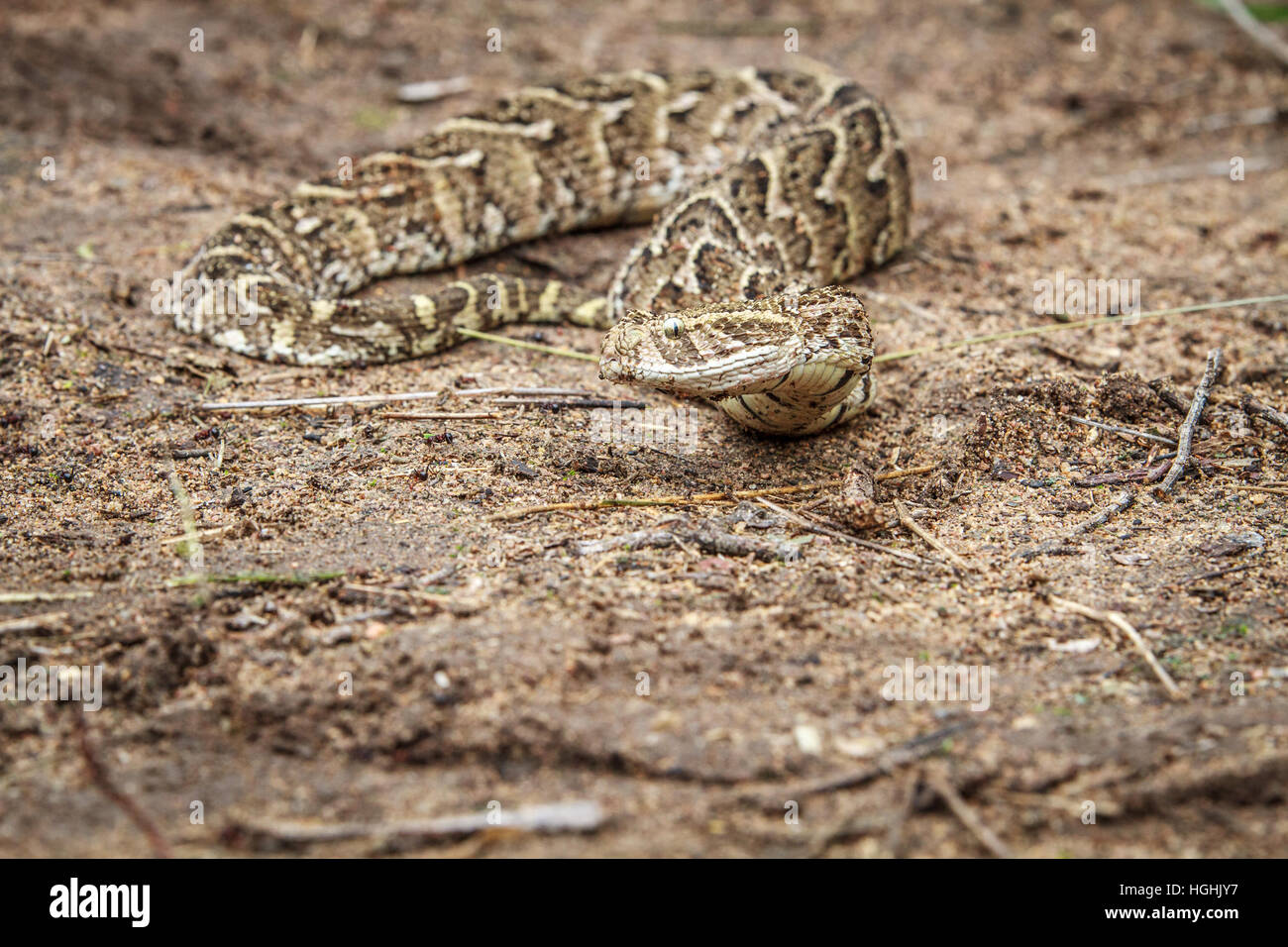 Puff Adder Fangs