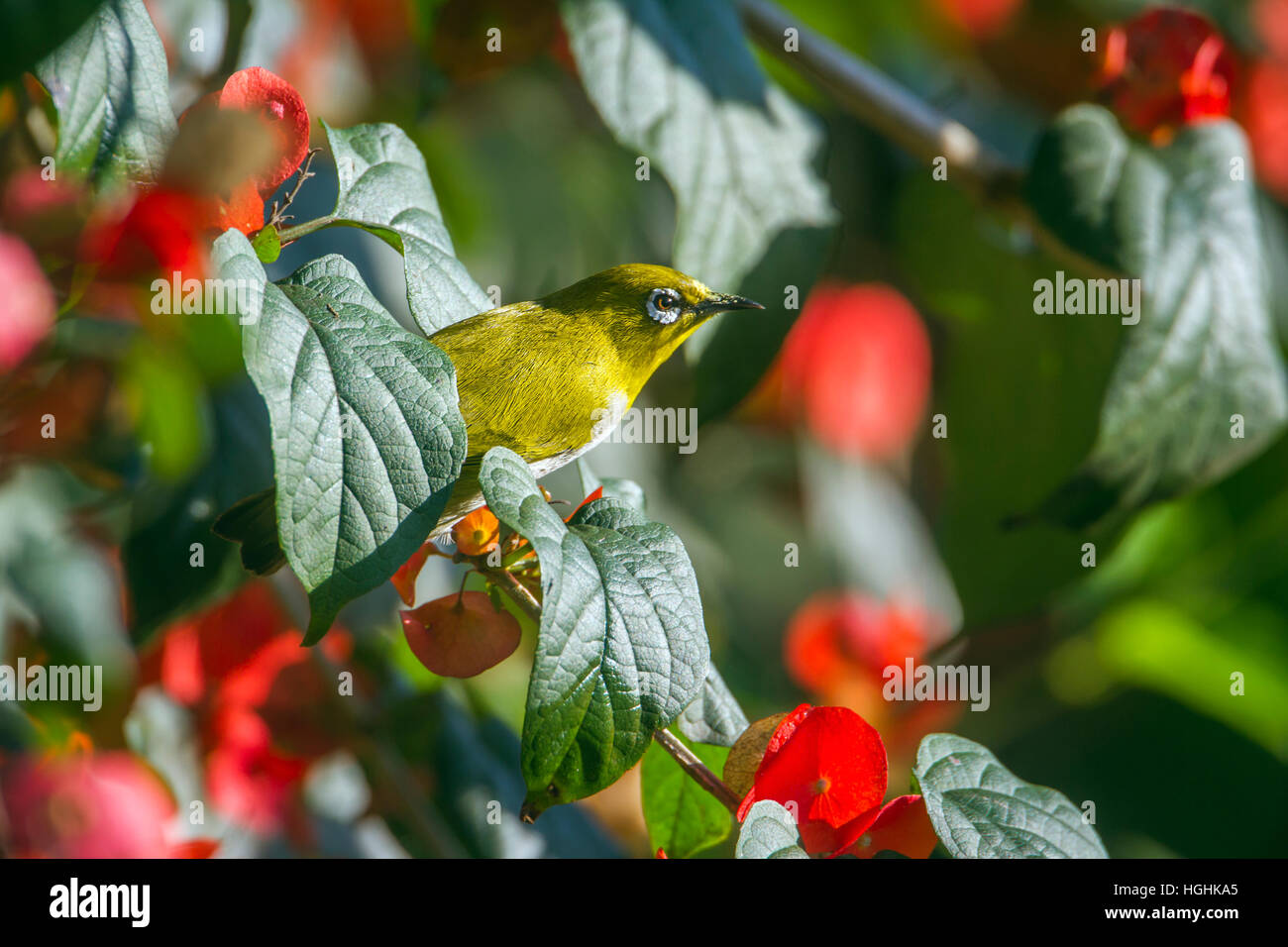 Specie affini hi-res stock photography and images - Alamy