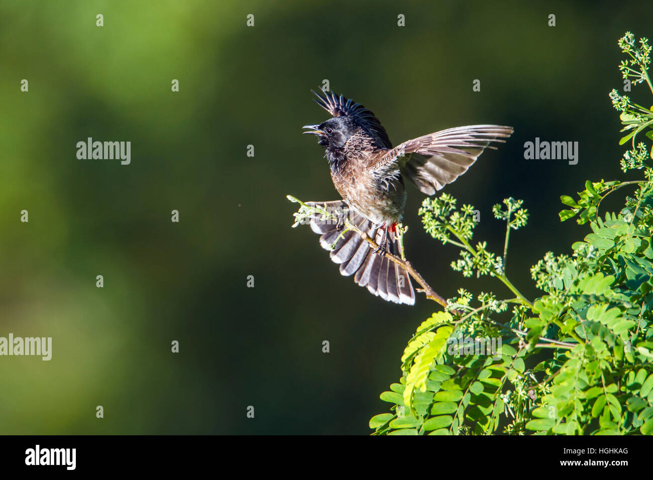 India pycnonotus cafer hi-res stock photography and images - Alamy