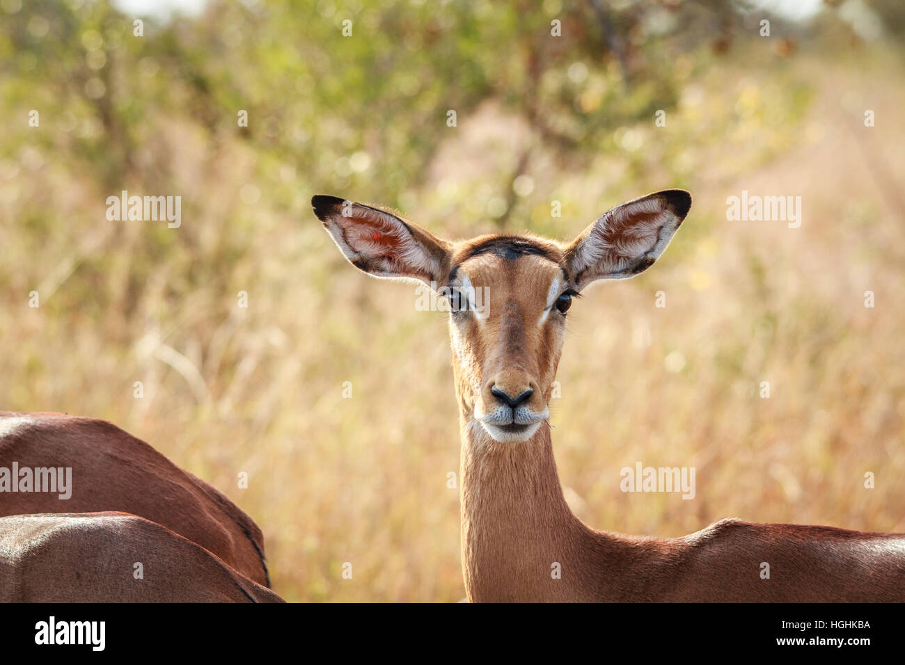 Female Impala starring at the camera Stock Photo - Alamy