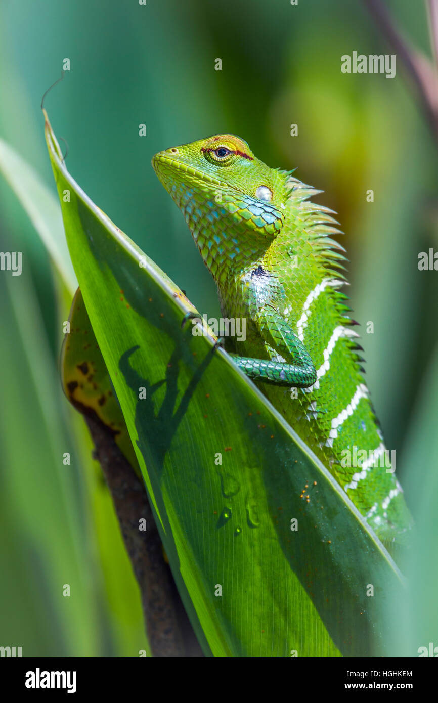 Green forest lizard in Ella, Sri Lanka ; specie Calotes calotes family ...