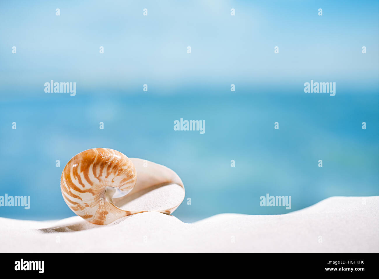 nautilus shell on white beach sand and blue seascape background Stock ...