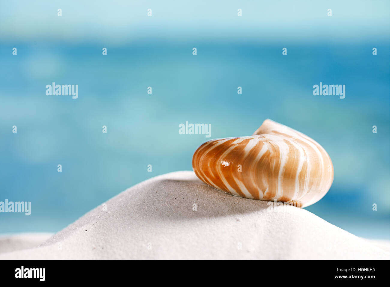 nautilus shell on white beach sand and blue seascape background Stock ...