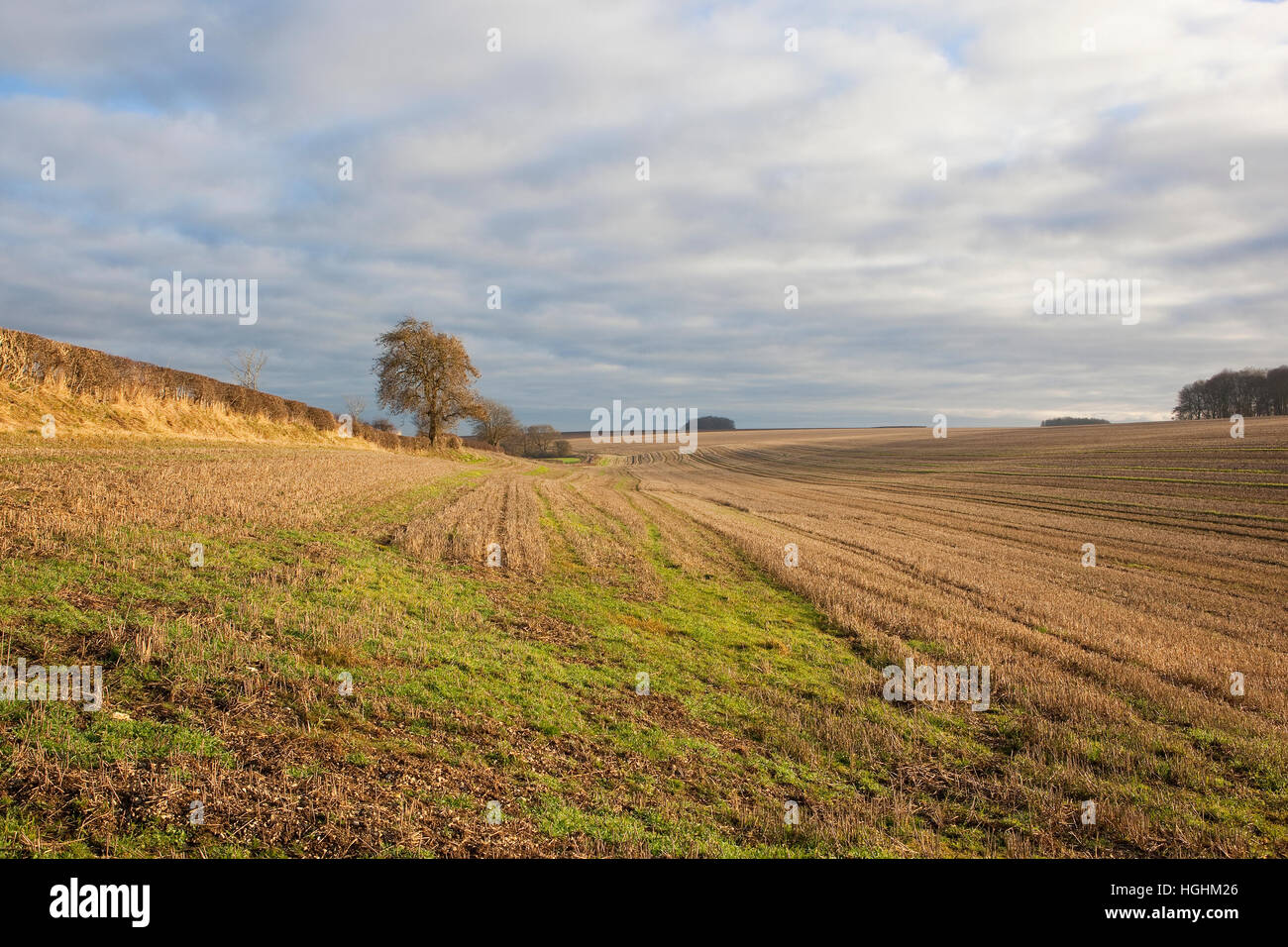 Patterns and textures of clouds over winter stubble fields, trees and ...