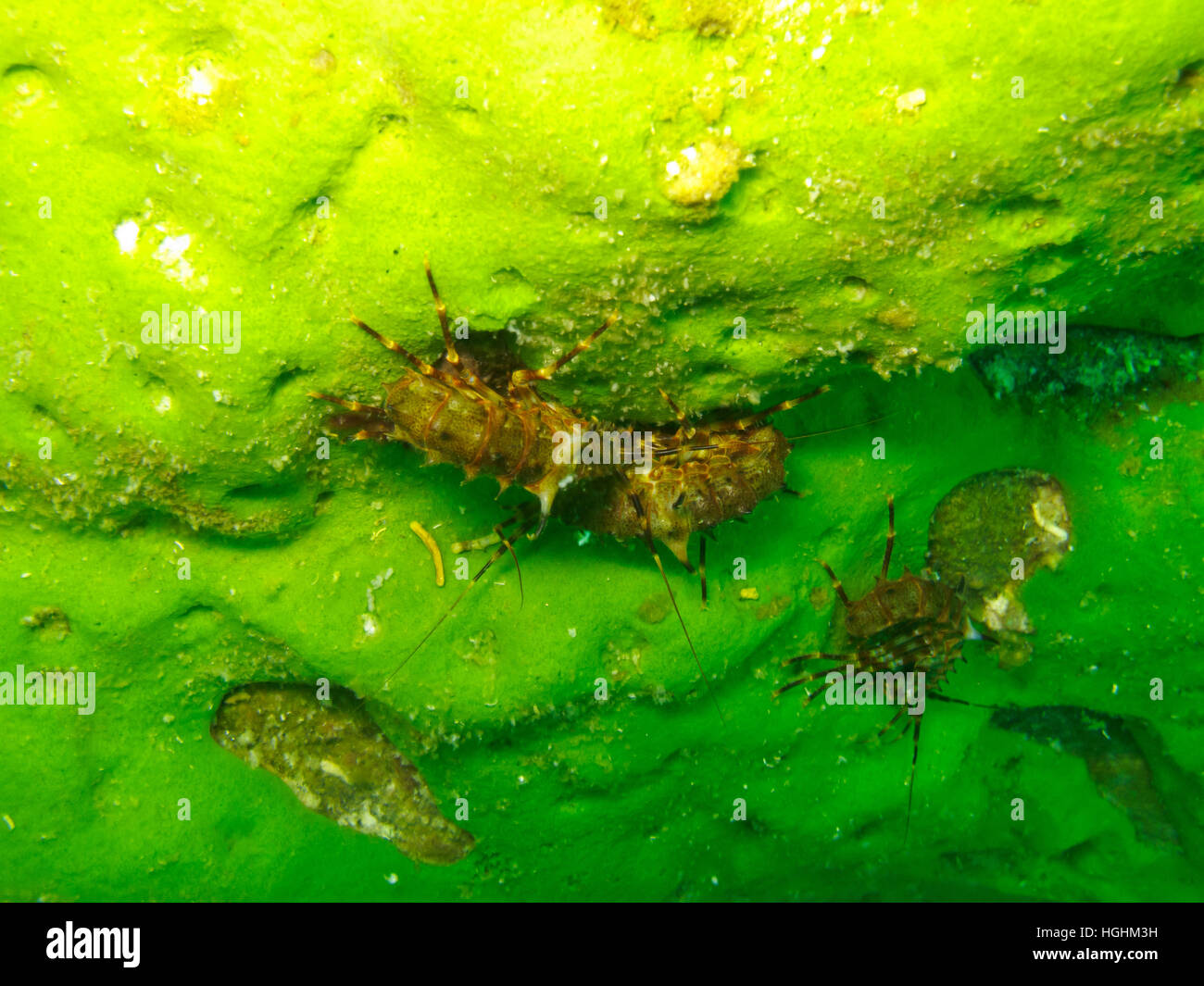 Freshwater crustaceans hi-res stock photography and images - Alamy