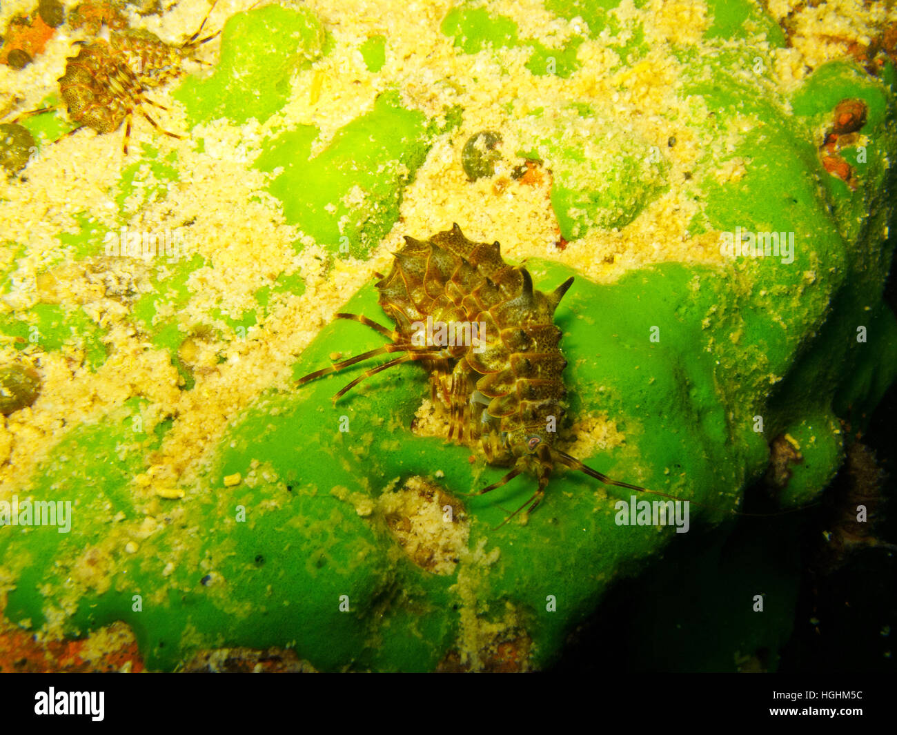Freshwater crustaceans hi-res stock photography and images - Alamy