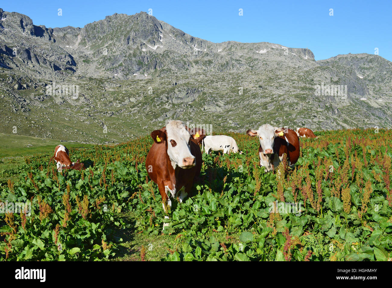 Cowherd hi-res stock photography and images - Alamy