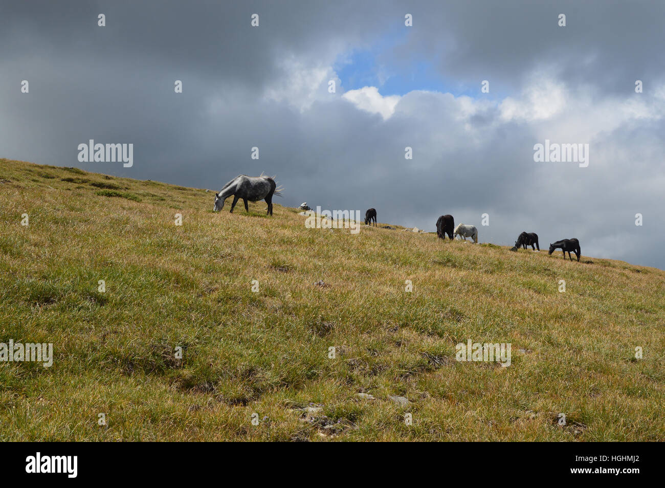 Plateau and free horses hi-res stock photography and images - Alamy
