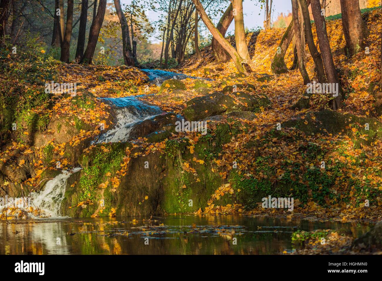 Autumn Nature Scenery. Golden Fall Foliage in the Forest. Small ...