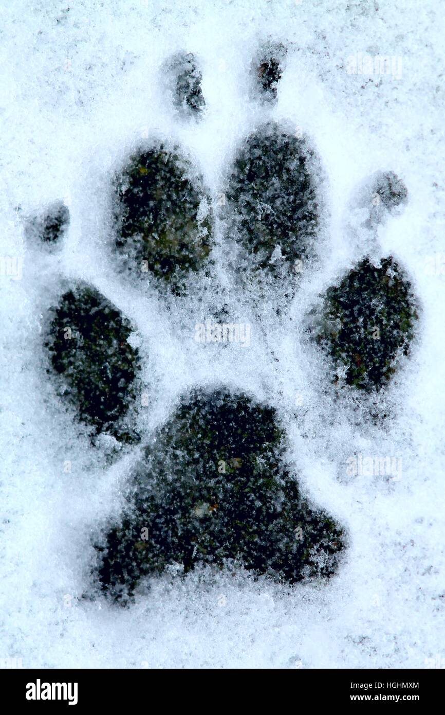 Domestic dog footprint hi-res stock photography and images - Alamy