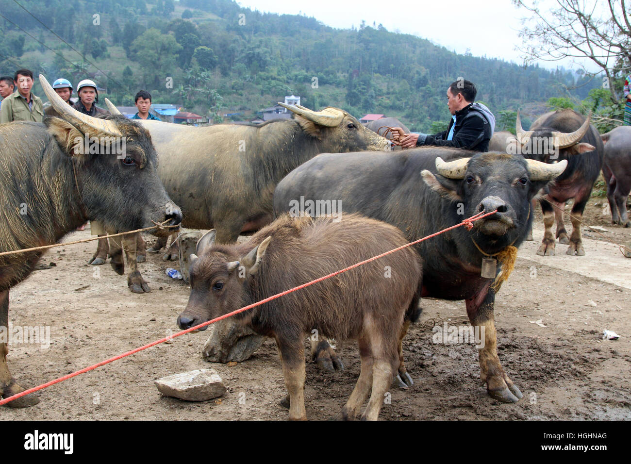 Wrangle hi-res stock photography and images - Alamy