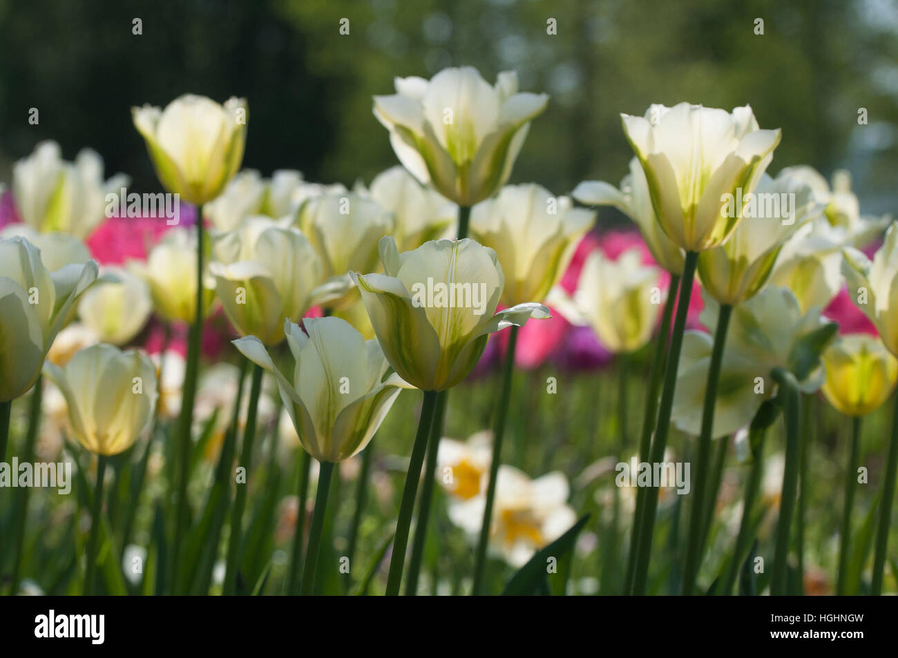 Light yellow tulips shining in the sunlight Stock Photo - Alamy