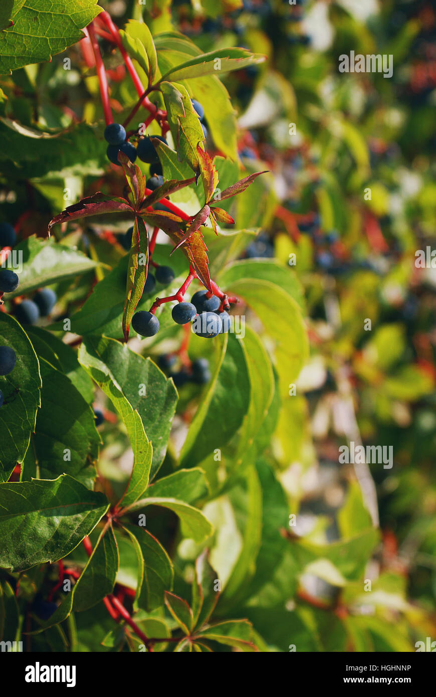 spring garden bush Stock Photo - Alamy