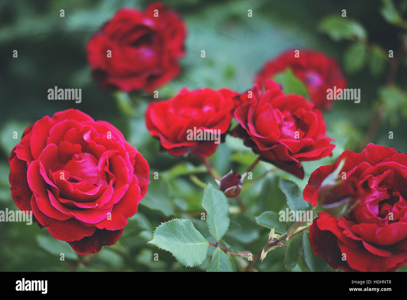 Red roses wallpaper hi-res stock photography and images - Alamy