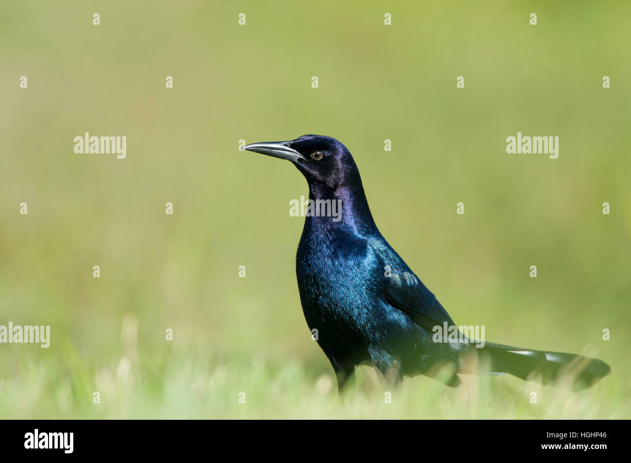 A Grackle stands in bright green grass showing off its iridescent ...