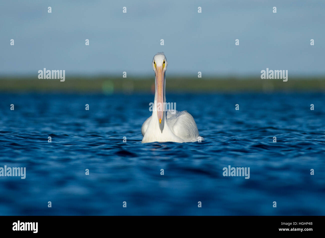 Goofy bird hi-res stock photography and images - Alamy