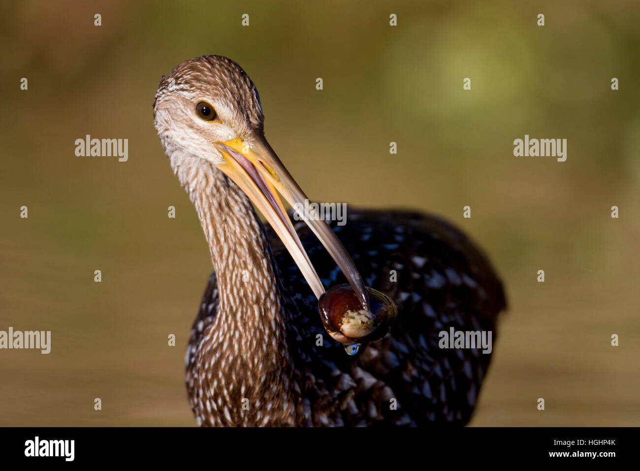 Bird Eating Shellfish Stock Photos & Bird Eating Shellfish Stock Images ...