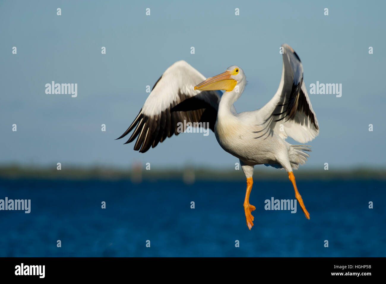 Goofy birds hi-res stock photography and images - Alamy