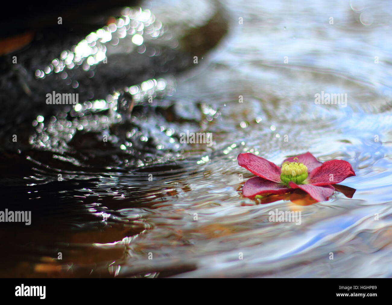 Pink flower floating in fountain water with waves of water drop Stock ...