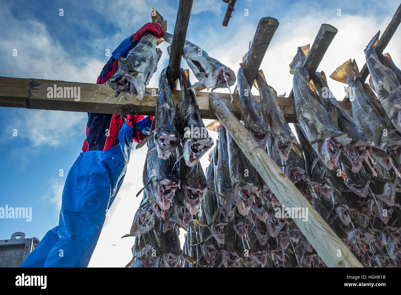 Hanging sun dried cod fish hi-res stock photography and images - Alamy