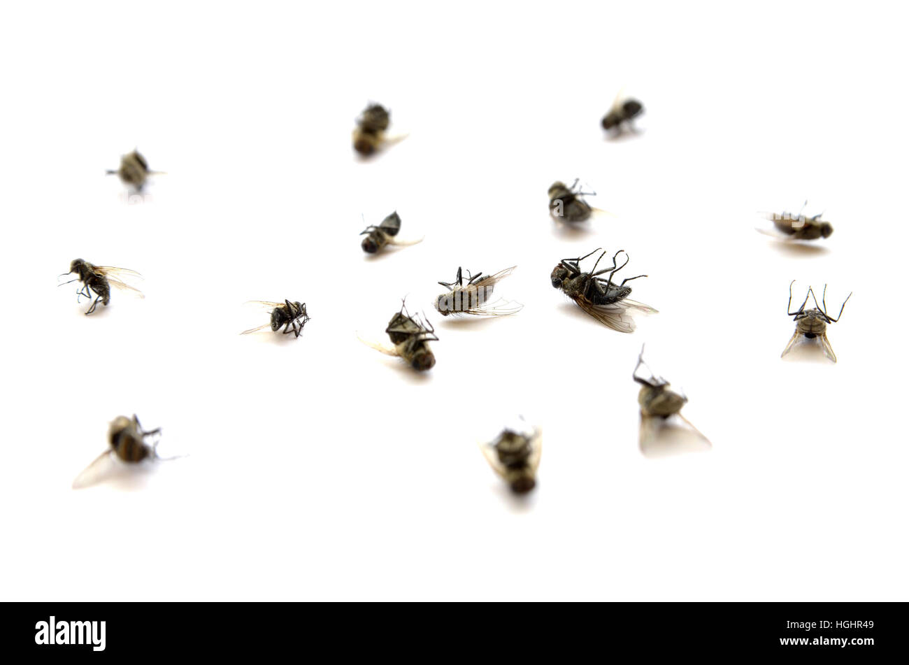 Insect with many legs hi-res stock photography and images - Alamy