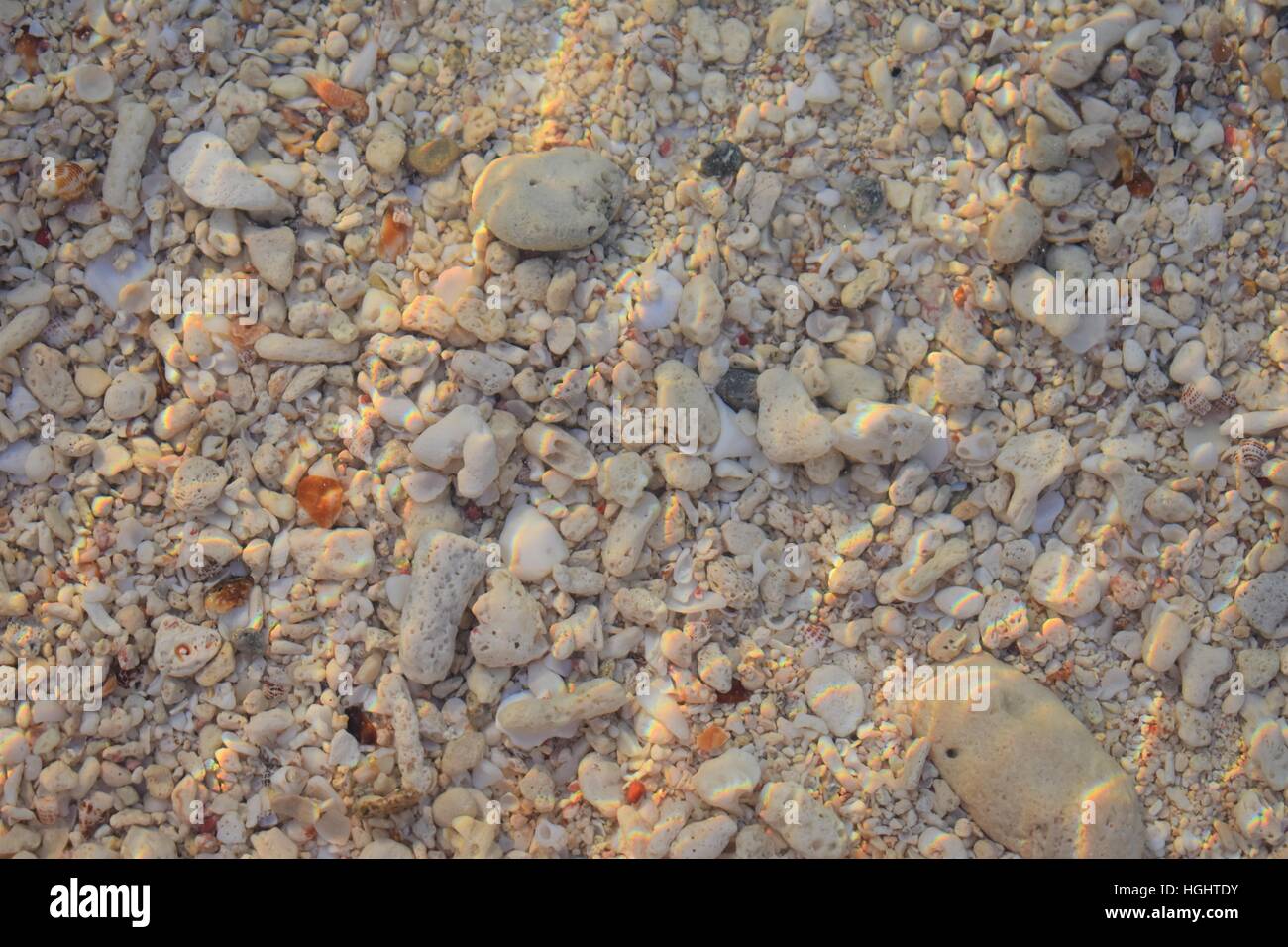 coral, pebble and shells in the ocean Stock Photo - Alamy