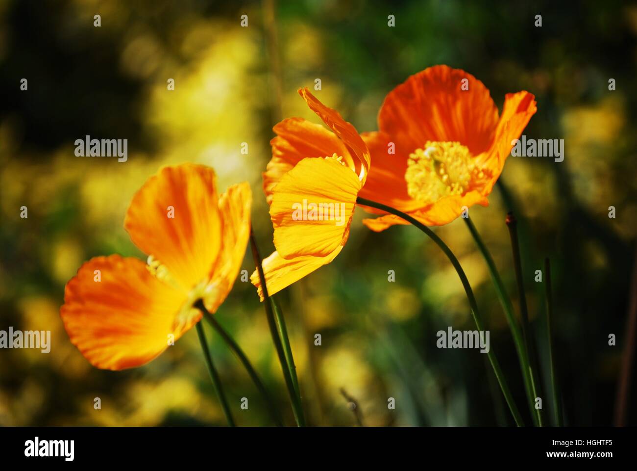 Wild orange poppies in the sunlight Stock Photo - Alamy