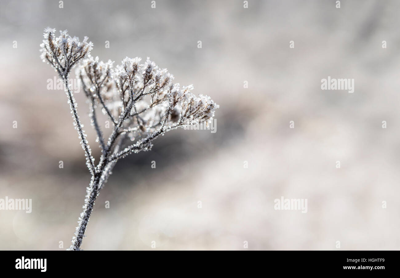 Frosted flower hi-res stock photography and images - Alamy