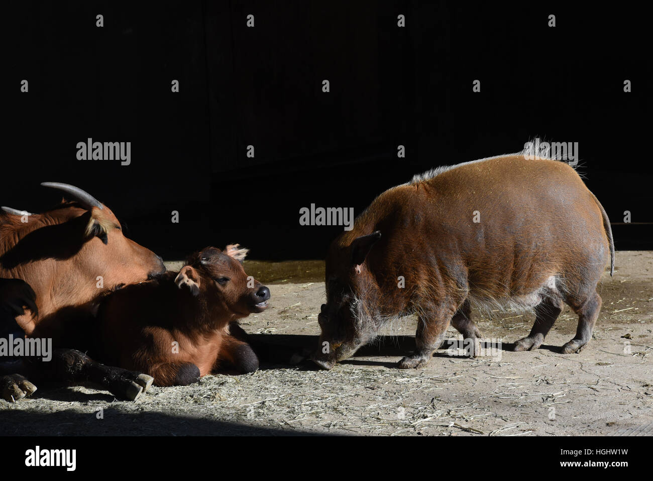 Tamaraw hi-res stock photography and images - Alamy