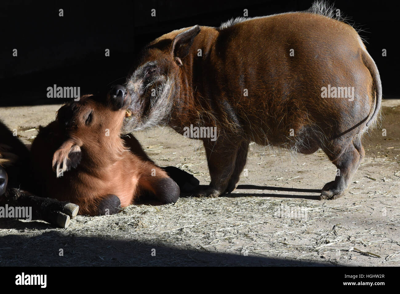 Tamaraw bubalus mindorensis hi-res stock photography and images - Alamy