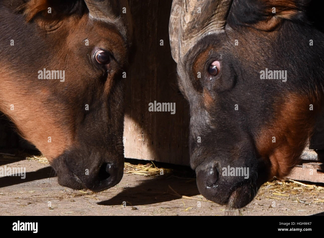 Tamaraw bubalus mindorensis hi-res stock photography and images - Alamy