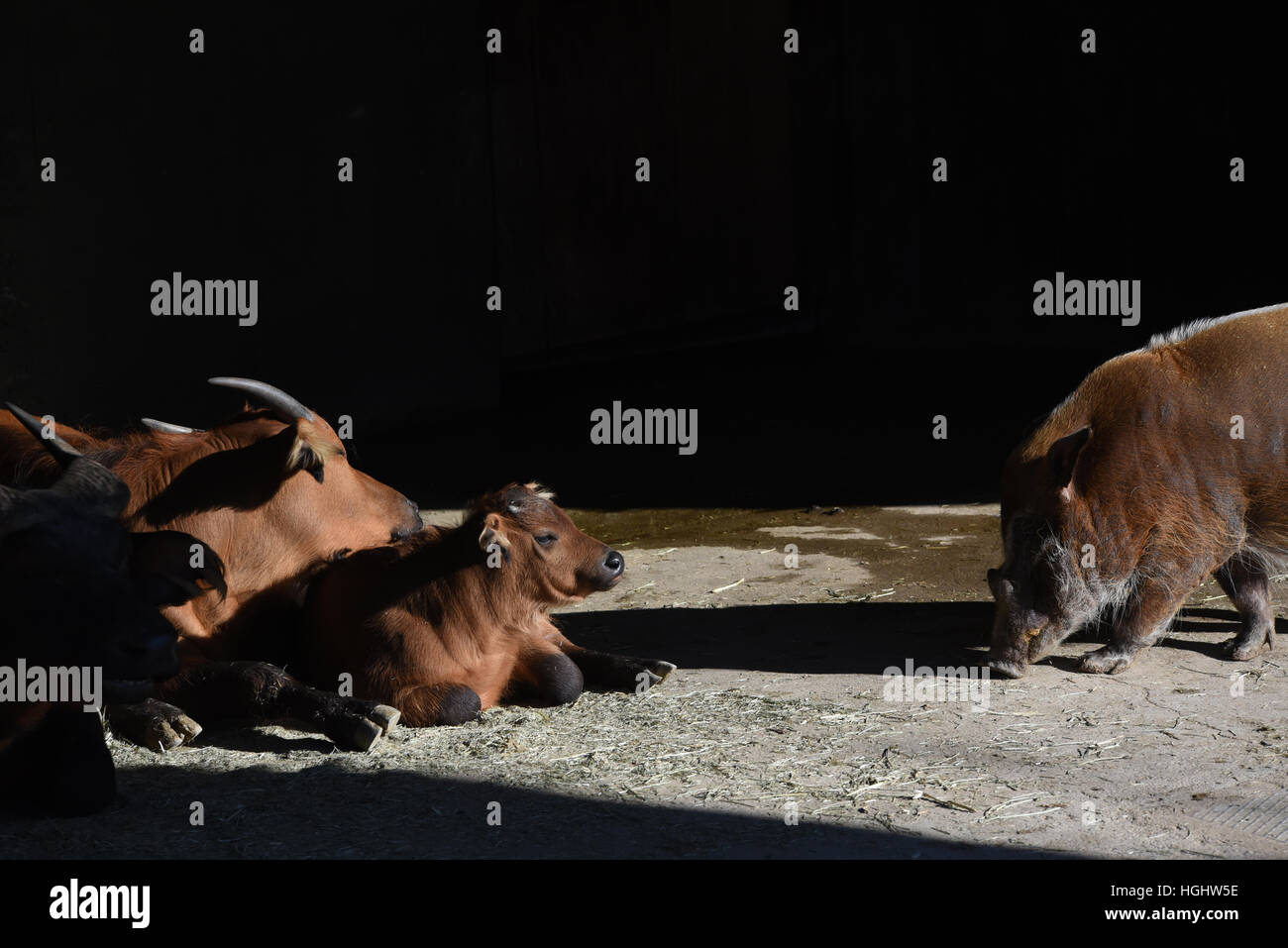 Mindoro dwarf buffalo hi-res stock photography and images - Alamy