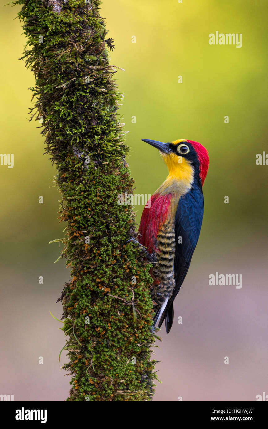 A male Yellow-fronted Woodpecker from the Atlantic Rainforest Stock ...