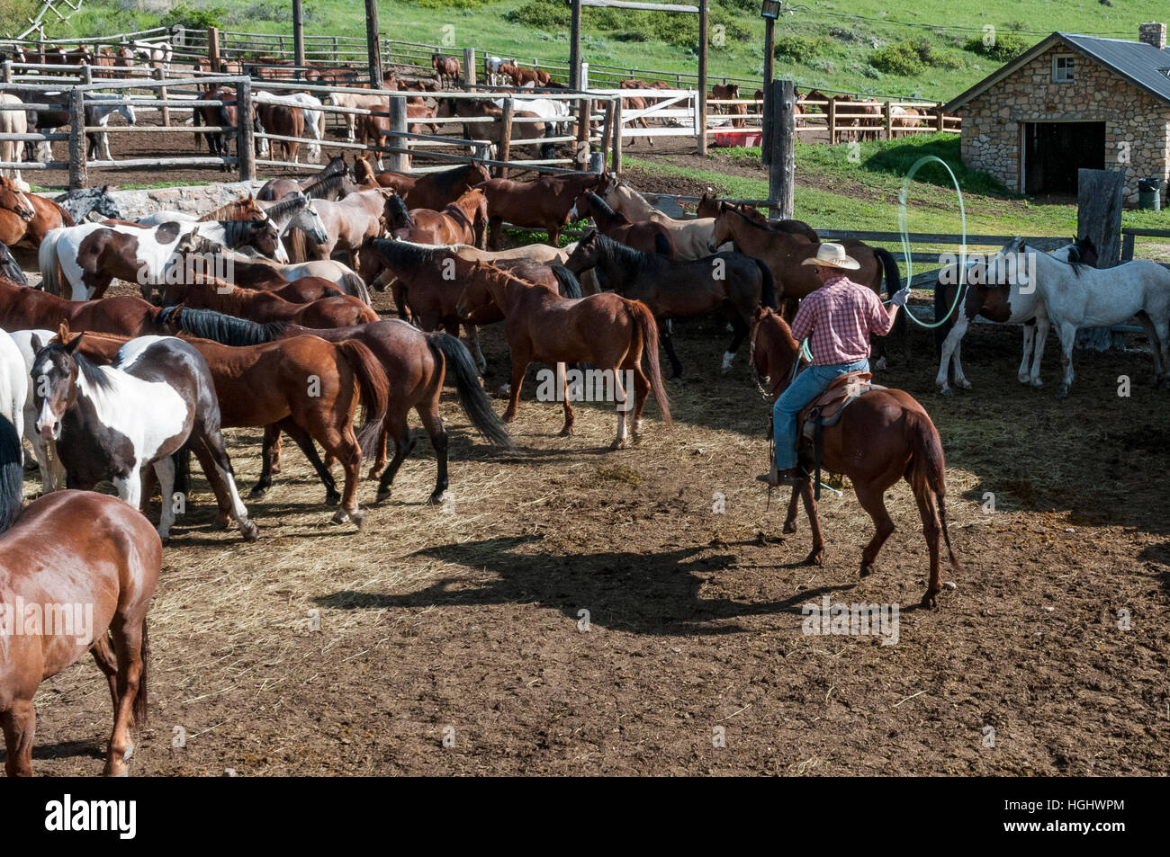 USA, Wyoming, Wolf, Eaton Ranch a man with a lassorounding up the ...