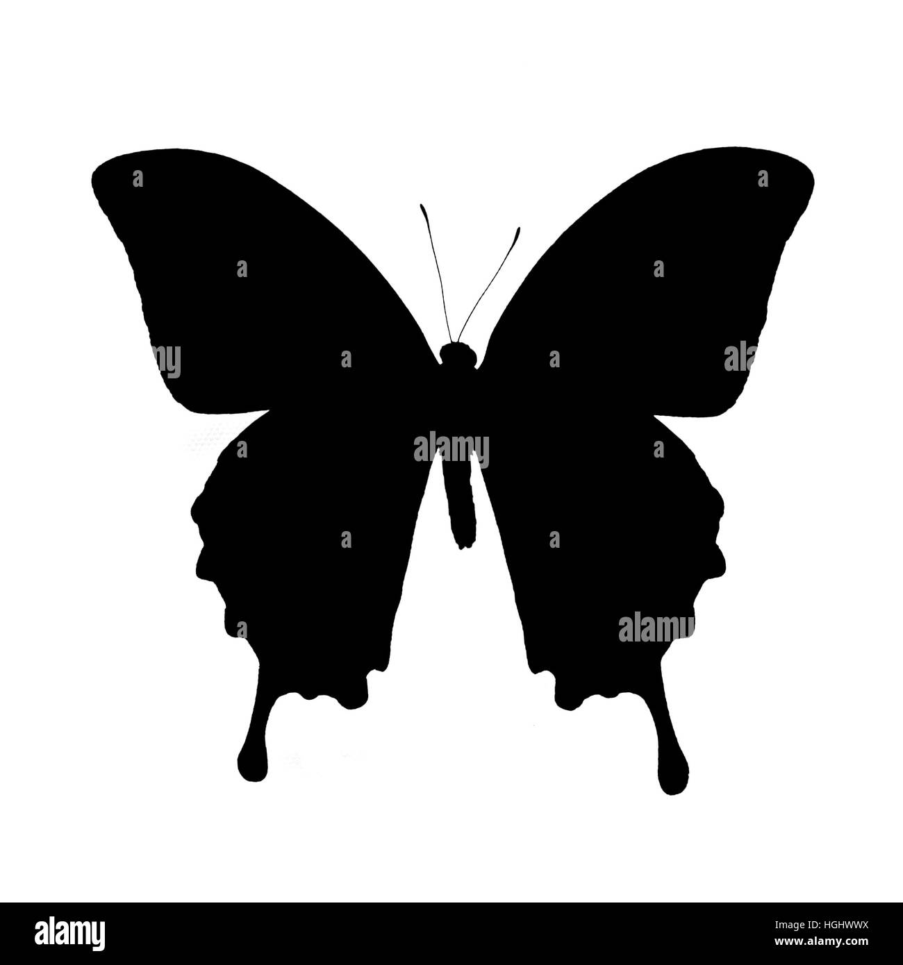 butterfly cucoloris isolated on white Stock Photo - Alamy