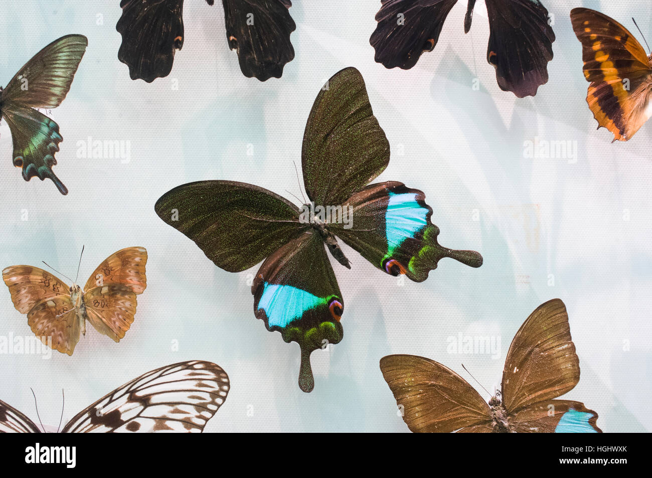 butterfly specimen on show Stock Photo - Alamy