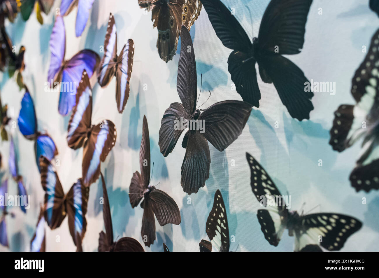 Butterfly exhibition hi-res stock photography and images - Alamy
