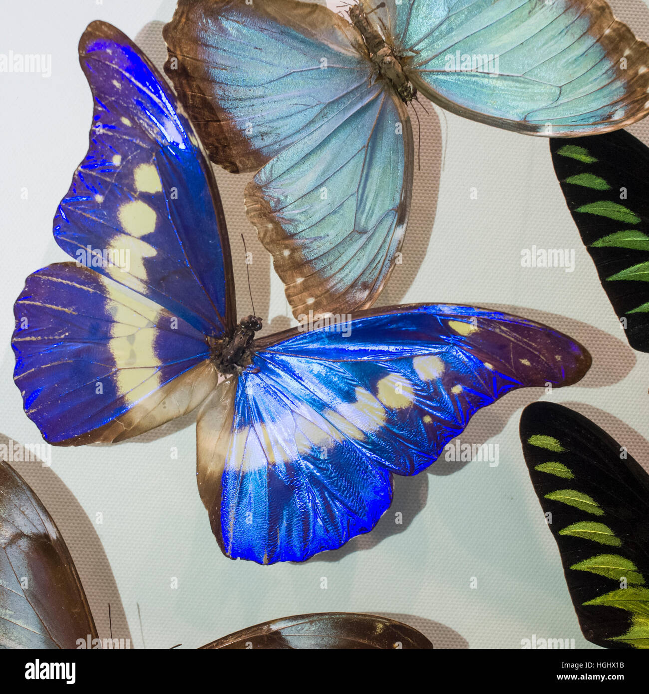 Butterfly exhibition hi-res stock photography and images - Alamy