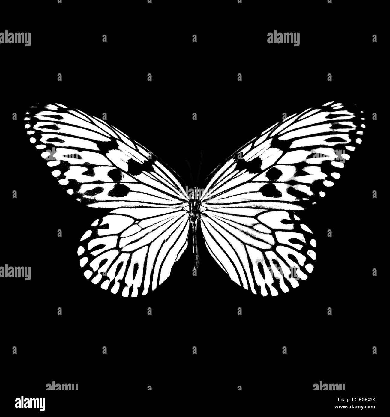 butterfly cucoloris isolated on white Stock Photo - Alamy
