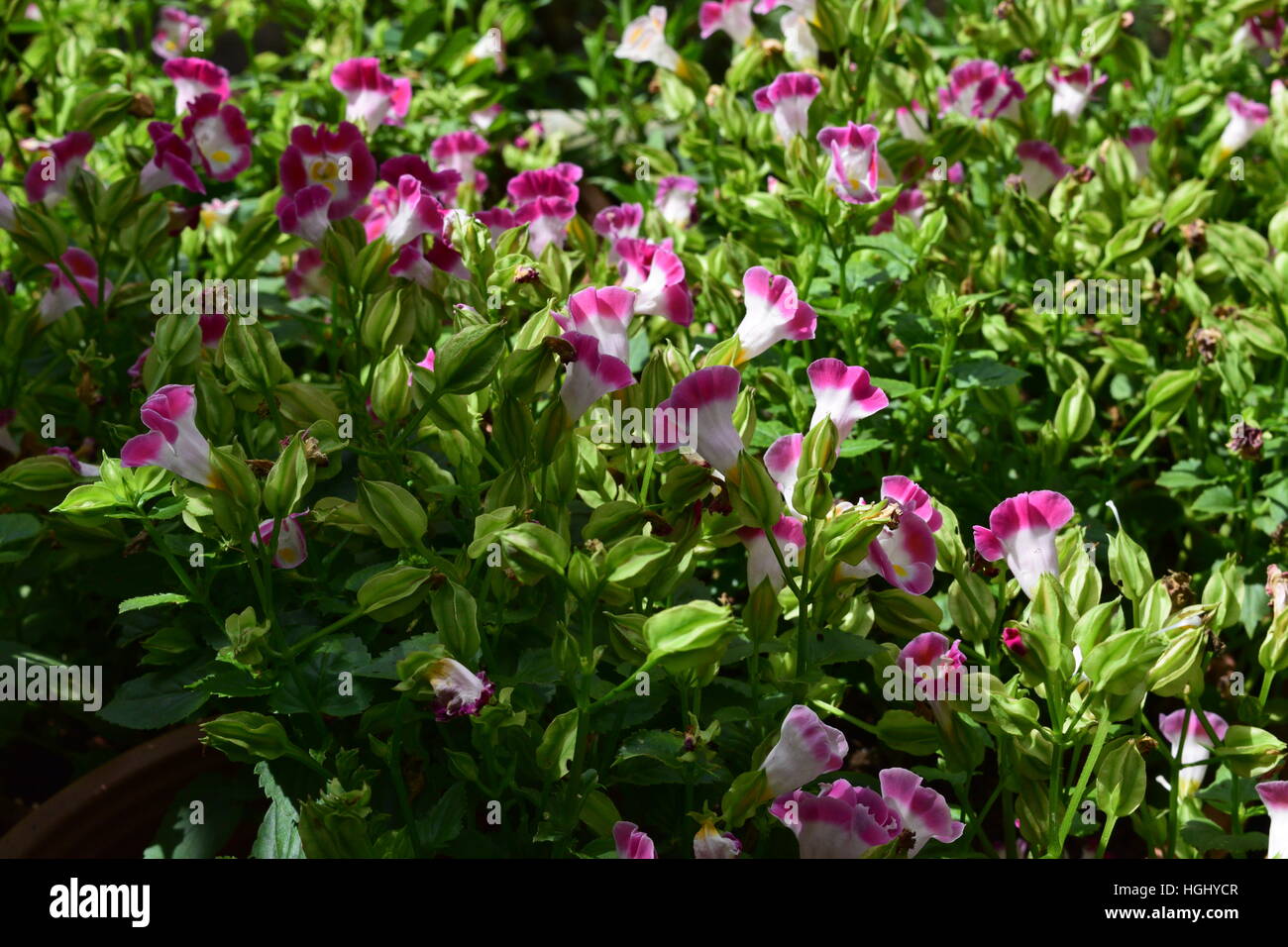 Batch of flowers Stock Photo - Alamy