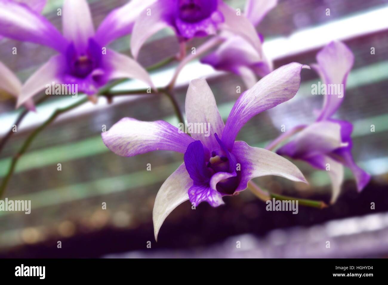 Purple orchid stem hi-res stock photography and images - Alamy